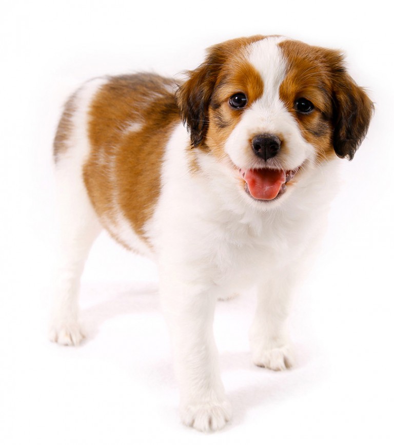 KLZV e.V. - Kooikerhondje Liebhaber- & Zuchtverein e.V.